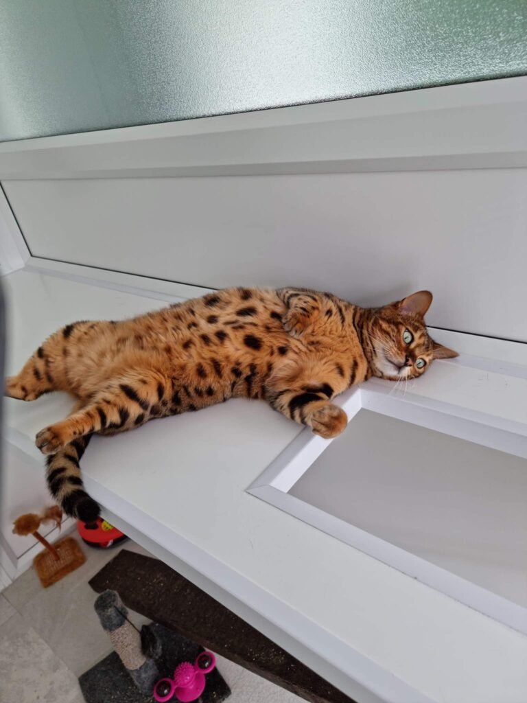 Gallery – Four Paws Cattery