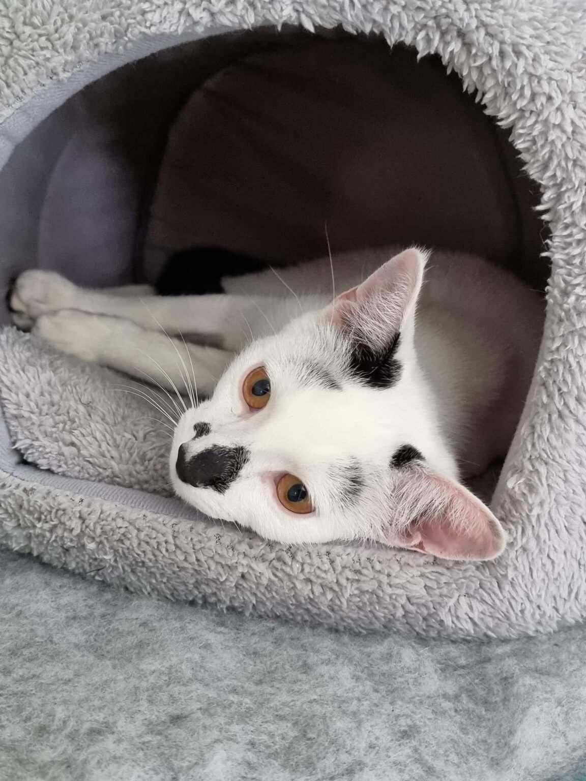 Gallery – Four Paws Cattery