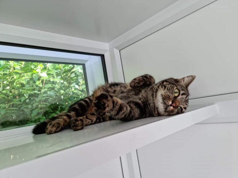 Gallery – Four Paws Cattery